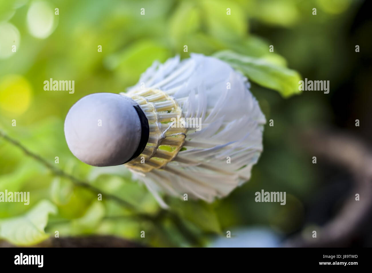 A white shuttle cock hanging on a tree Stock Photo - Alamy