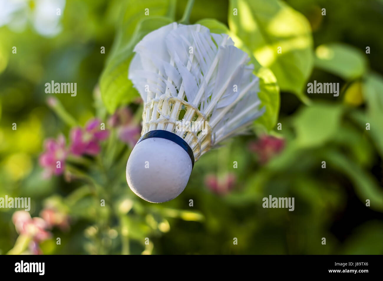 A white shuttle cock hanging on a tree Stock Photo - Alamy