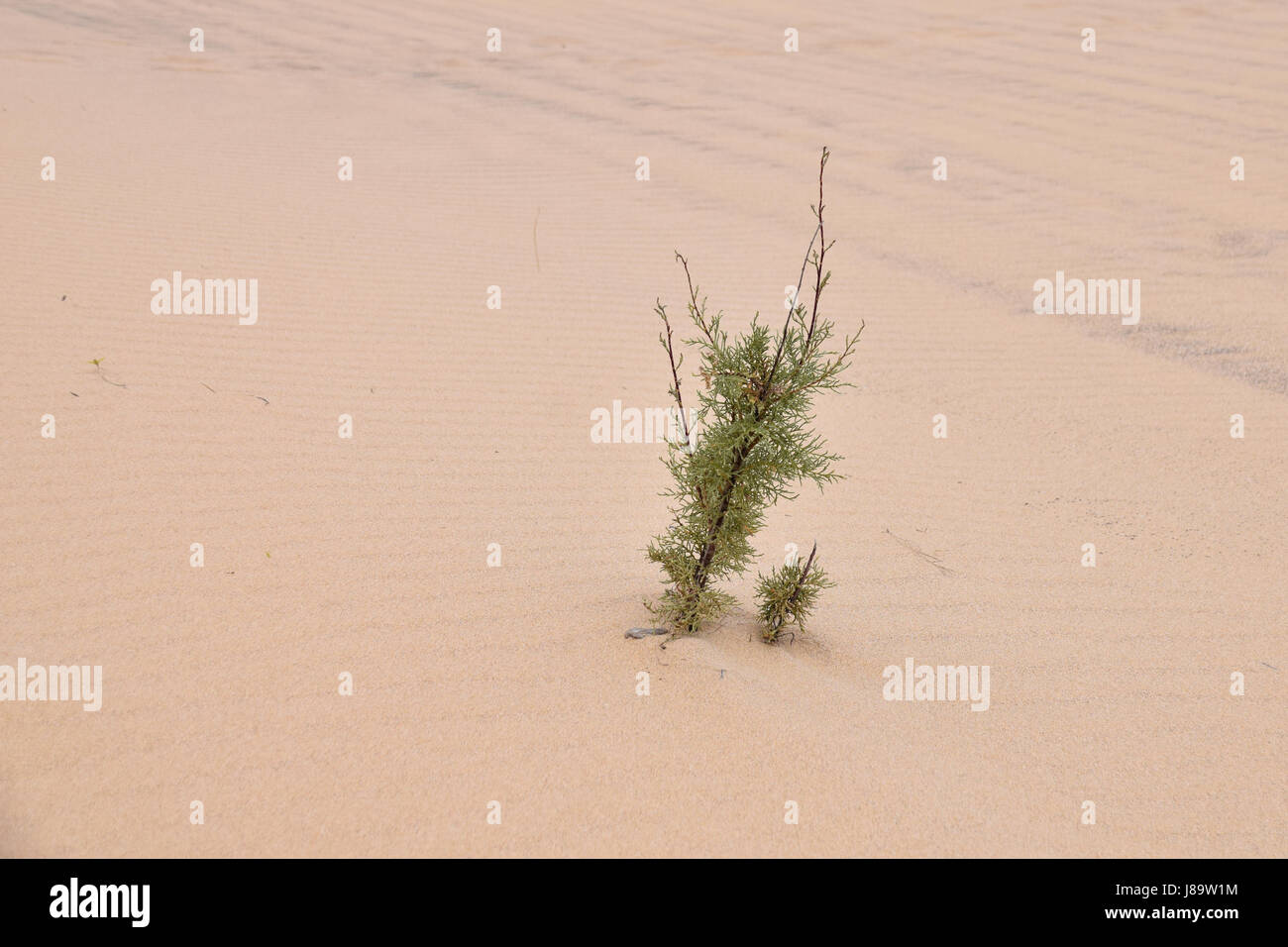 Single fragile plant growing in the desert Stock Photo - Alamy