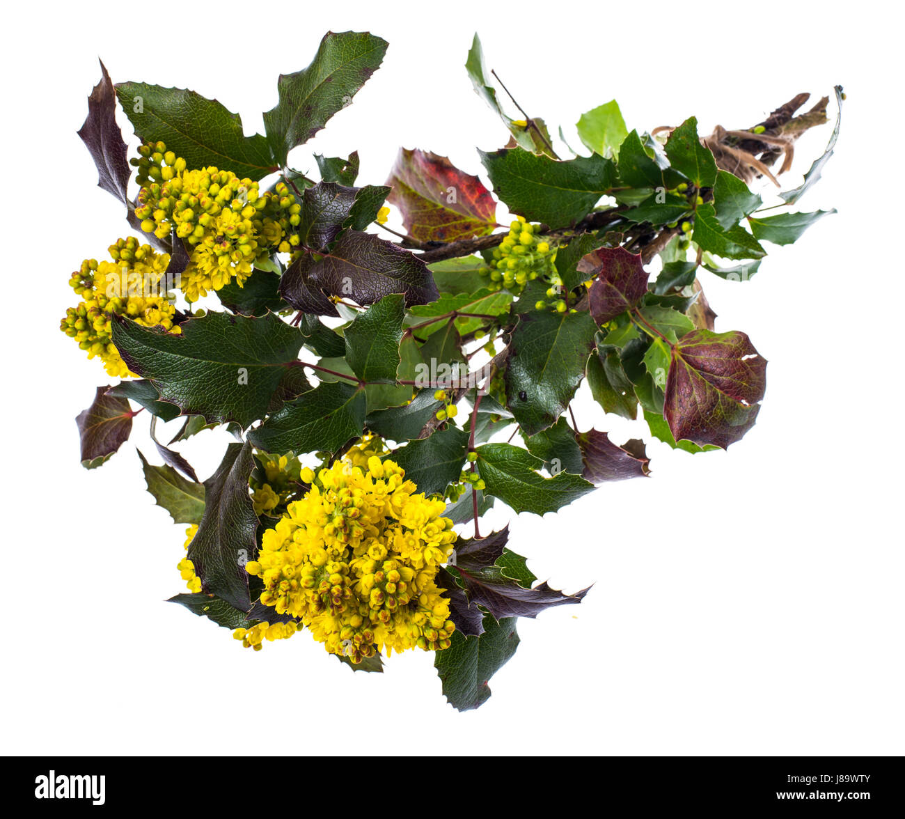 Bush grape Cut Out Stock Images & Pictures - Alamy