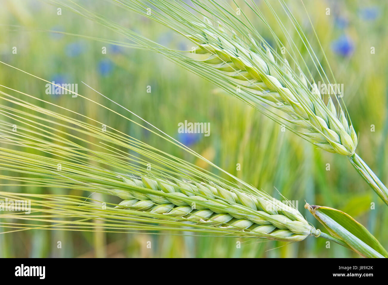 agriculture, farming, wheat, rye, barley, oats, agriculture, farming ...