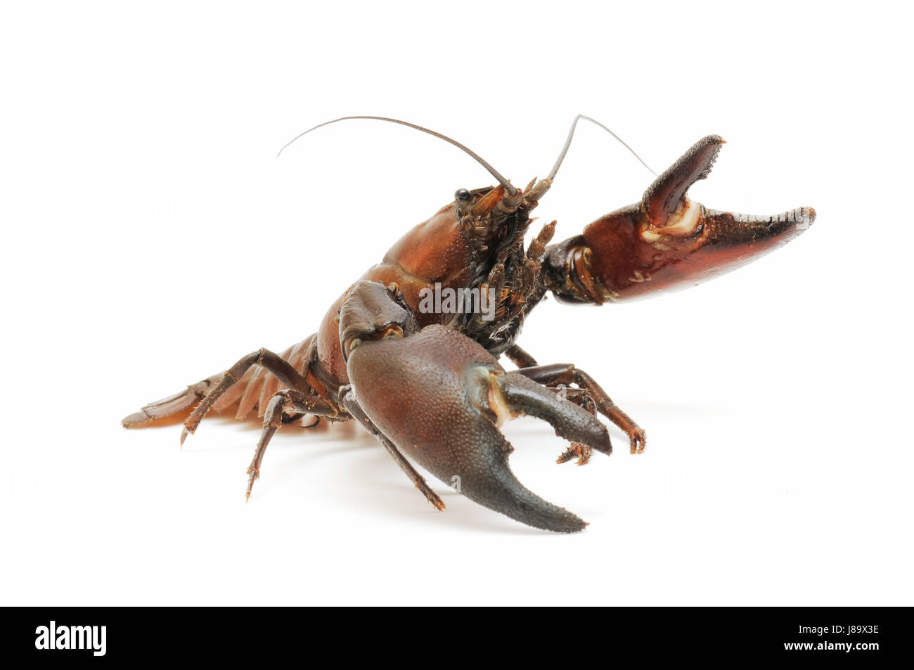 crab, shellfish, crustacean, crayfish, food, aliment, culture, isolated ...