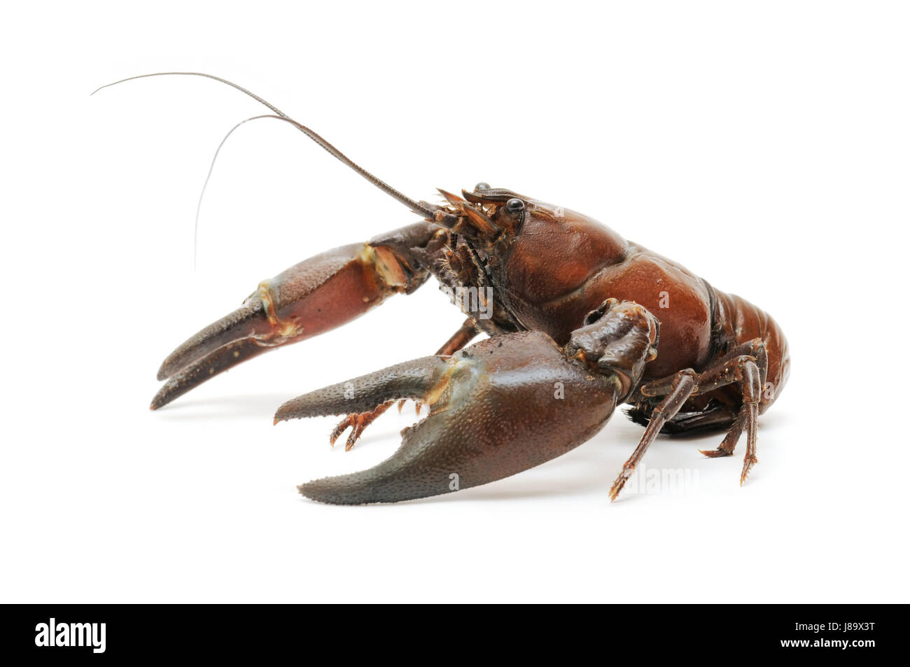 crab, shellfish, crustacean, crayfish, food, aliment, culture, isolated ...