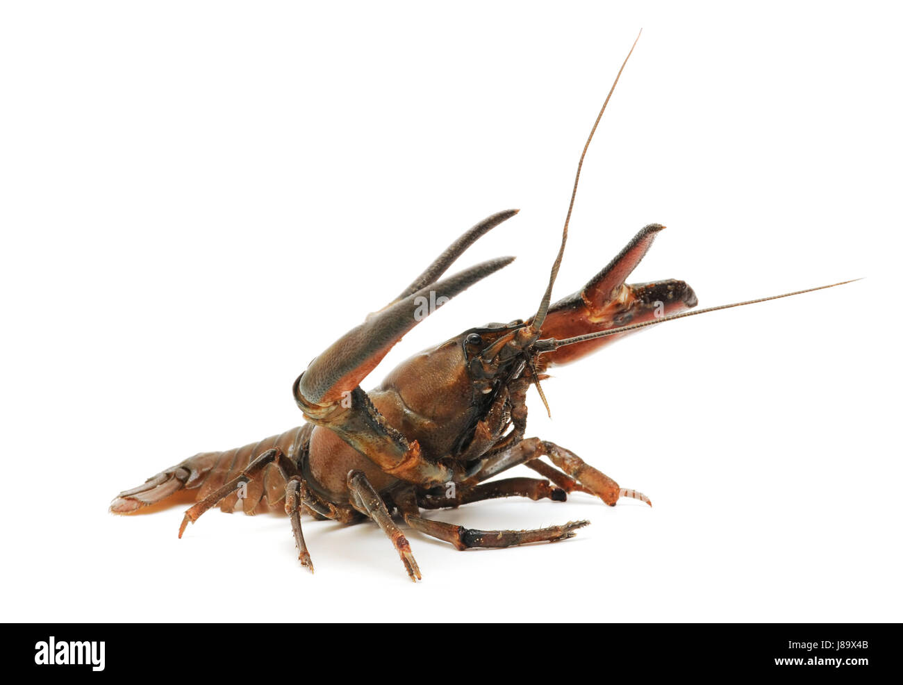 crab, shellfish, crustacean, crayfish, food, aliment, culture, isolated ...