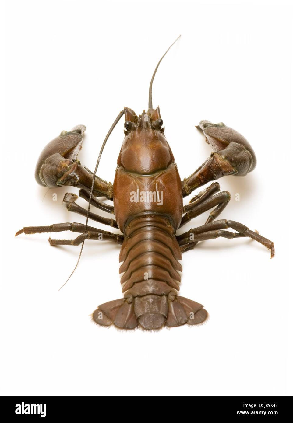 crab, shellfish, crustacean, crayfish, food, aliment, culture, isolated ...