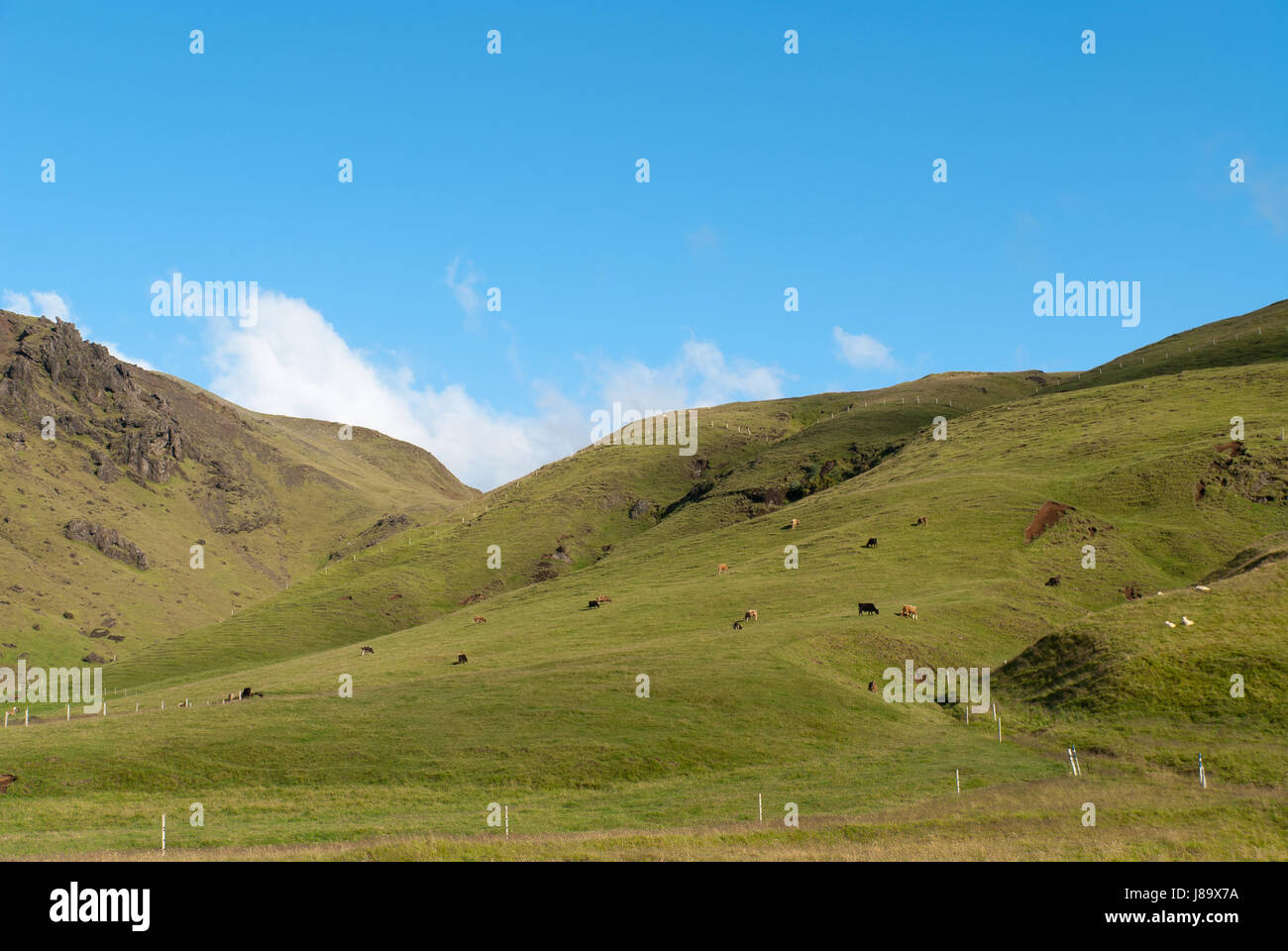 environment, enviroment, mountains, arctic, animals, cow, iceland ...