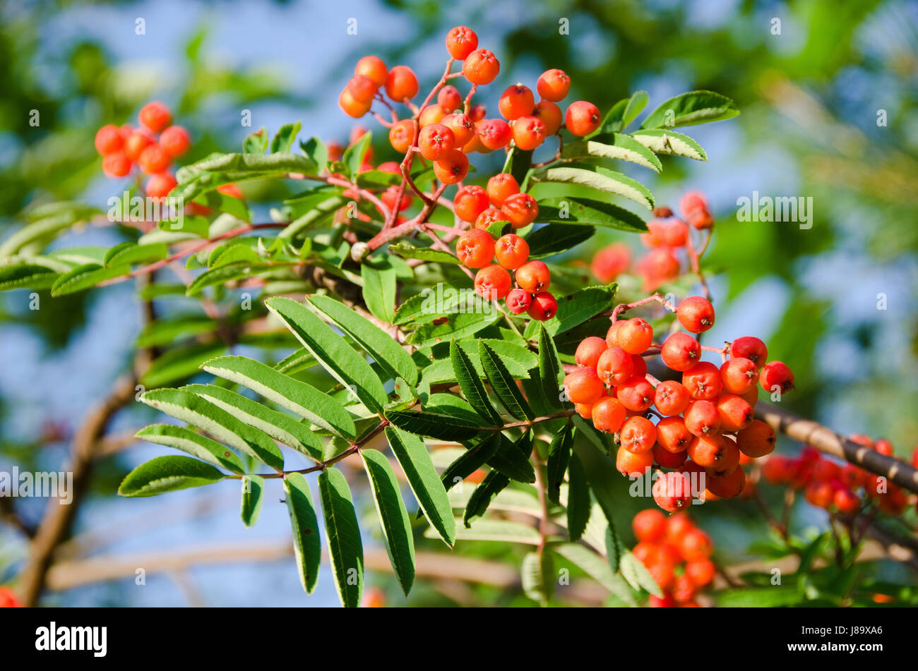 beautiful, beauteously, nice, berry, ash, backdrop, background, beauty ...