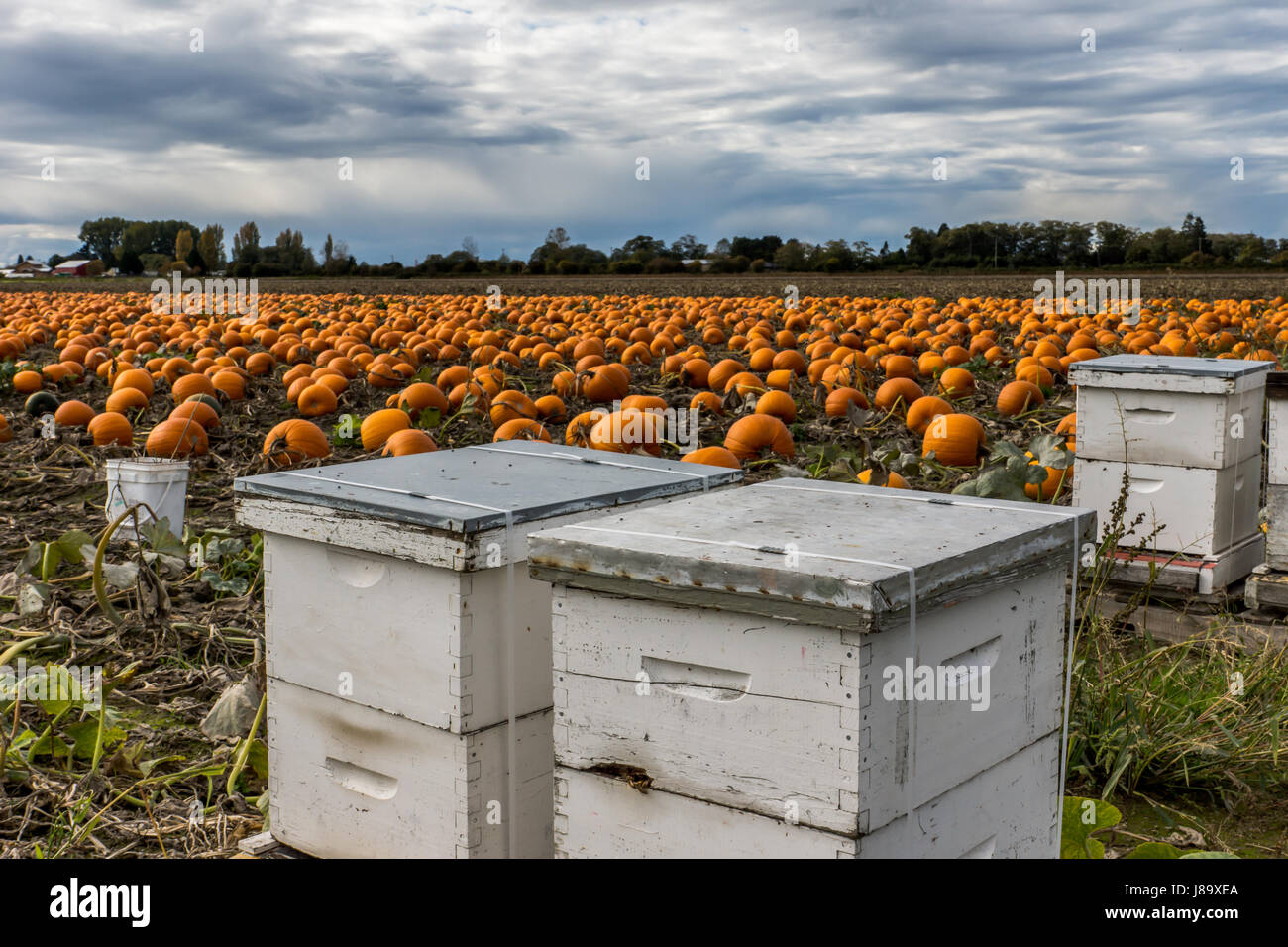 Westham island hi-res stock photography and images - Alamy
