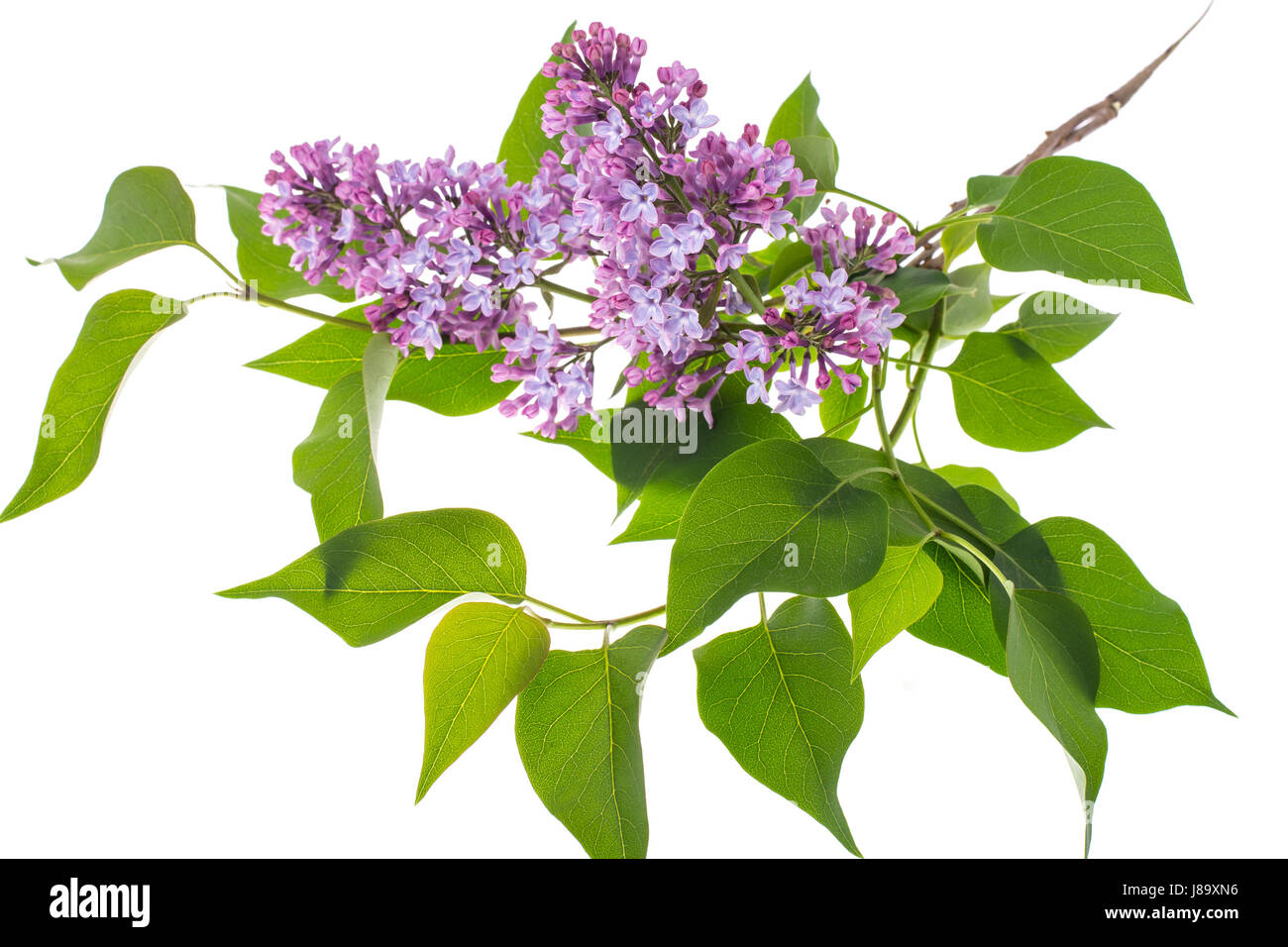 Lilac branch isolated on white background Stock Photo - Alamy