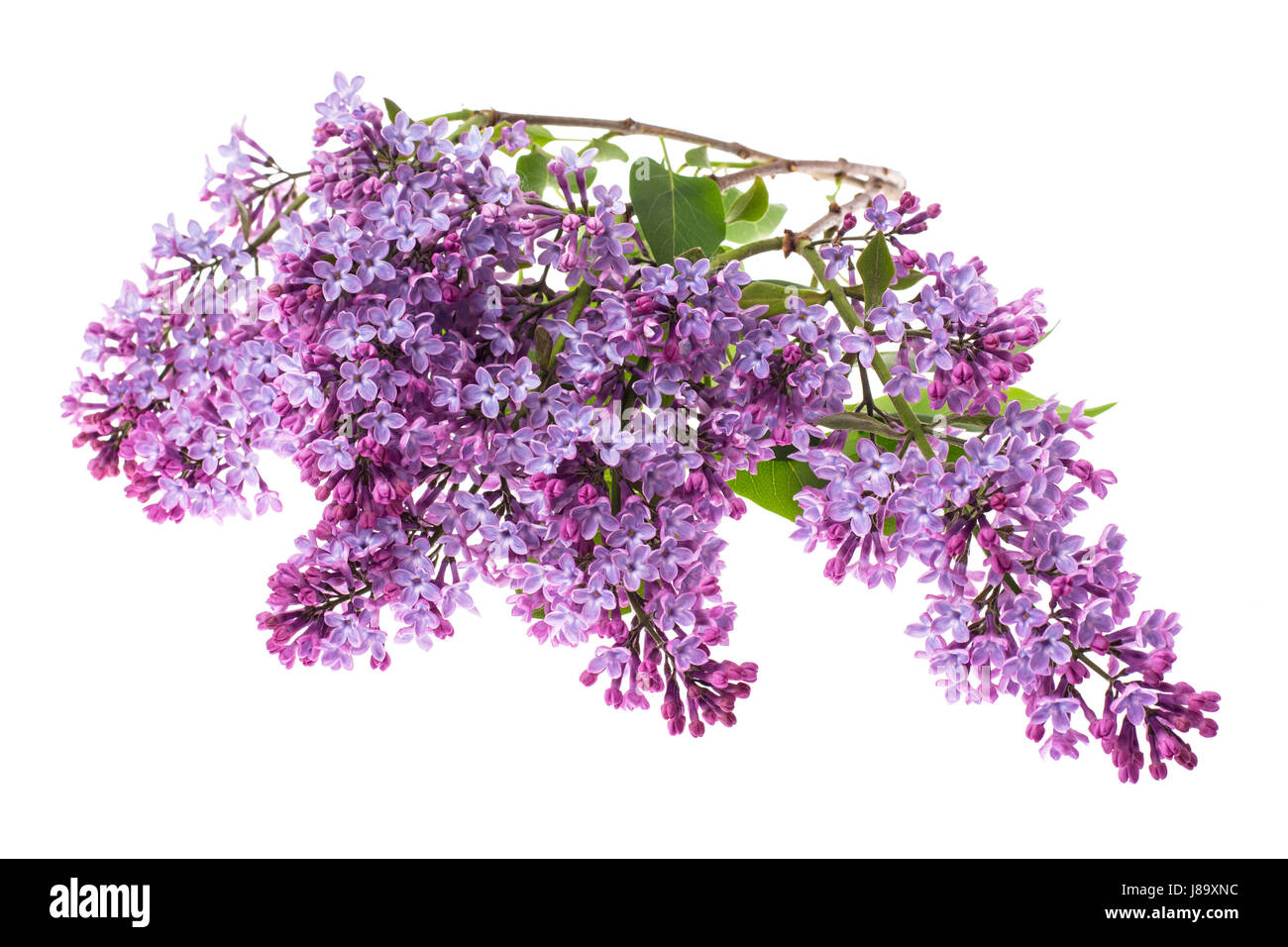 Lilac branch isolated on white background Stock Photo - Alamy