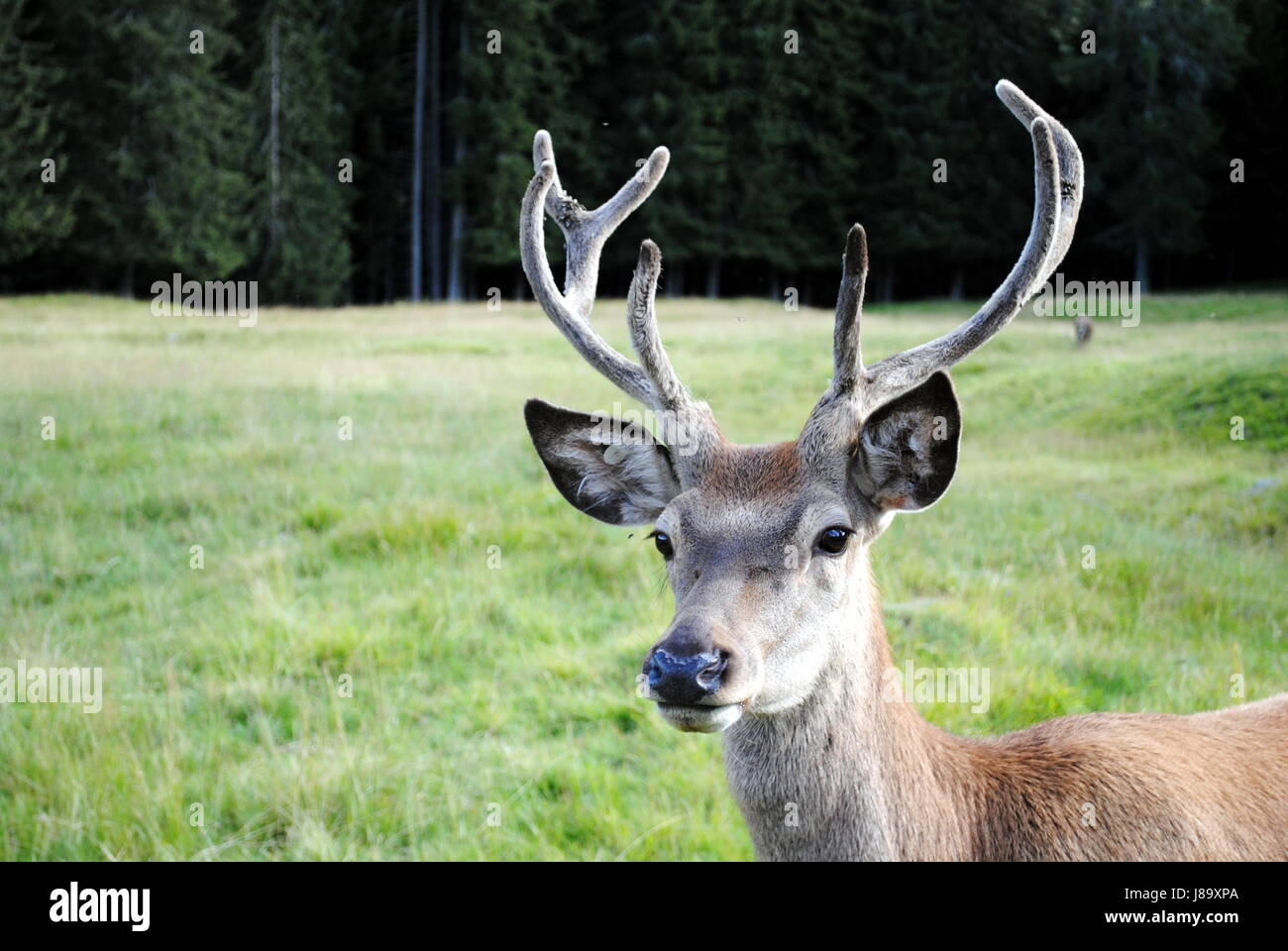 hunter, horns, deer, hunting, chase, hart, stag, beautiful, beauteously ...