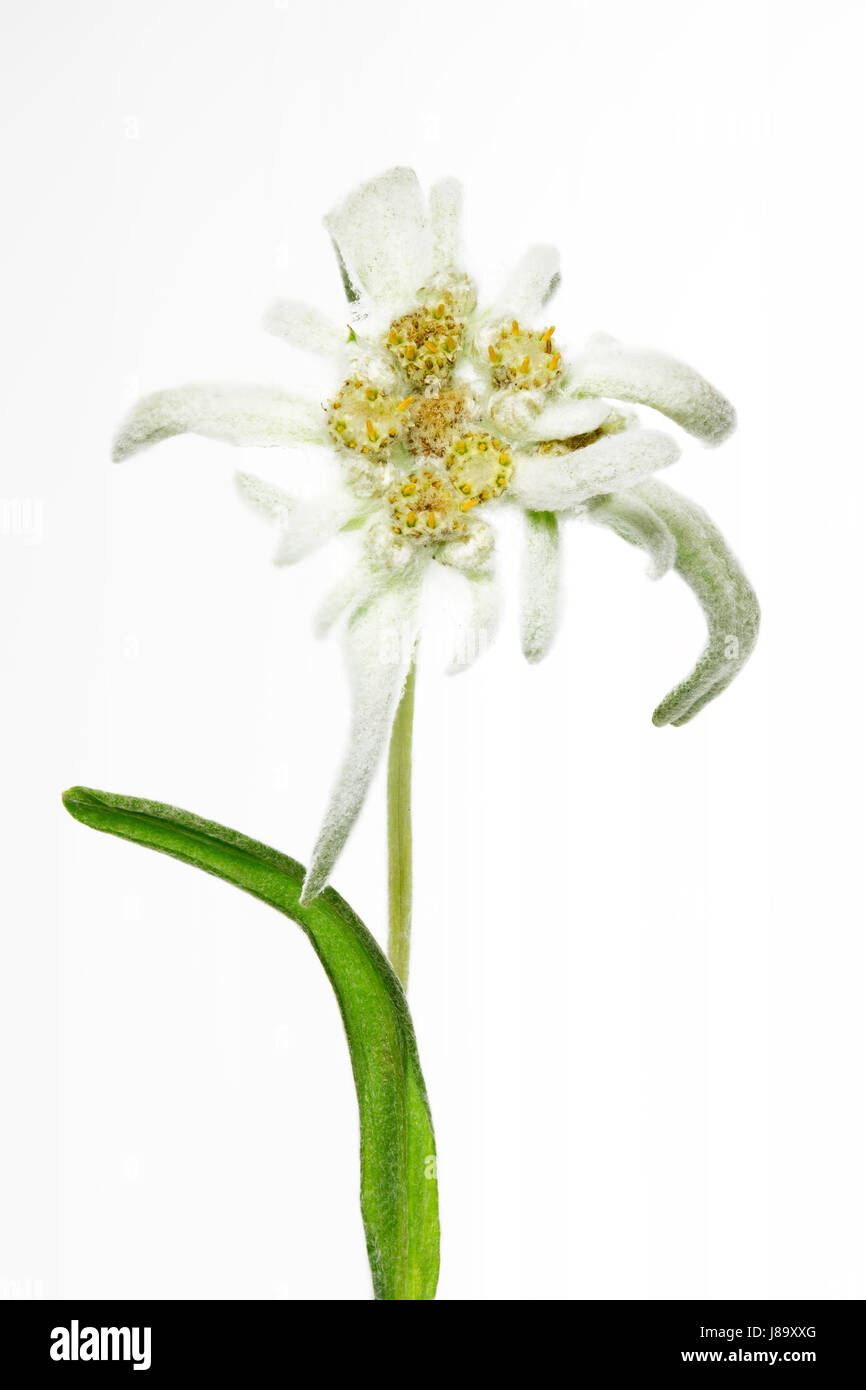 alpine edelweiss (leontopodium alpinum Stock Photo - Alamy