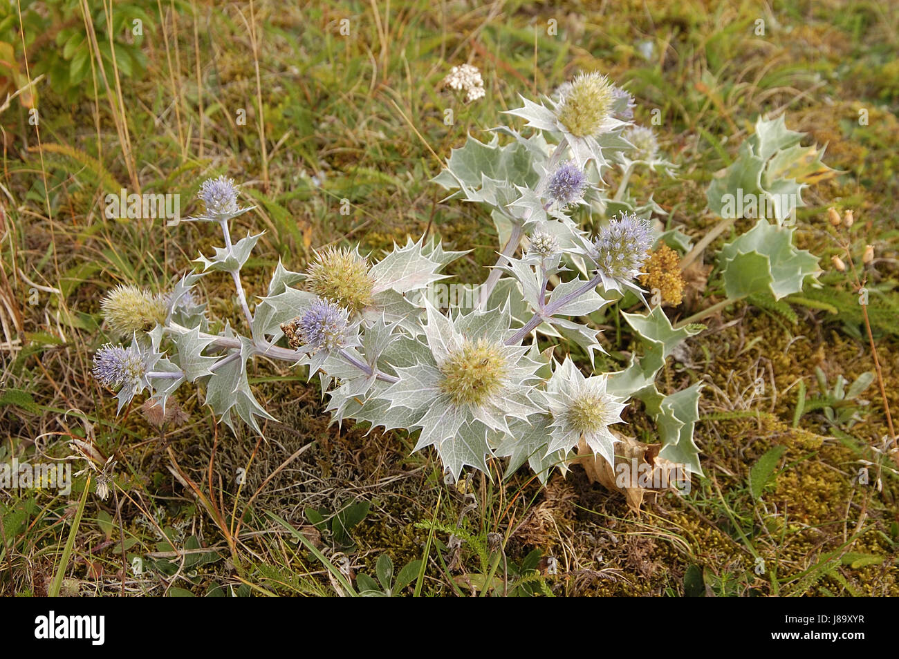 beach thistle on samso in denmark Stock Photo - Alamy