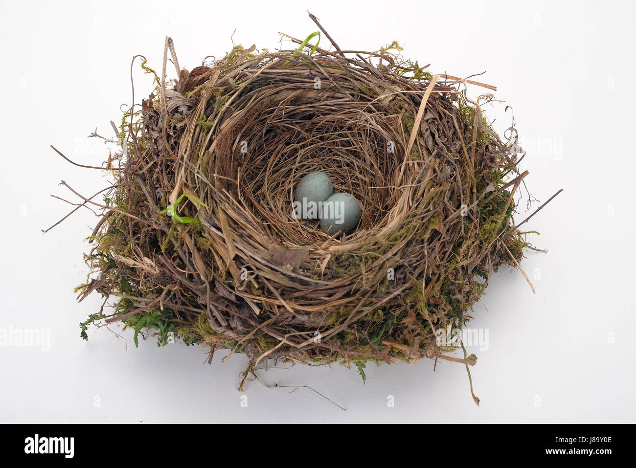 bird nest with eggs Stock Photo - Alamy
