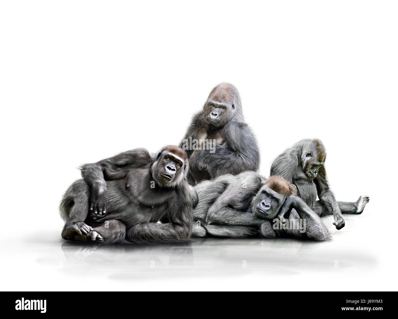 Affenbande Cut Out Stock Images & Pictures - Alamy