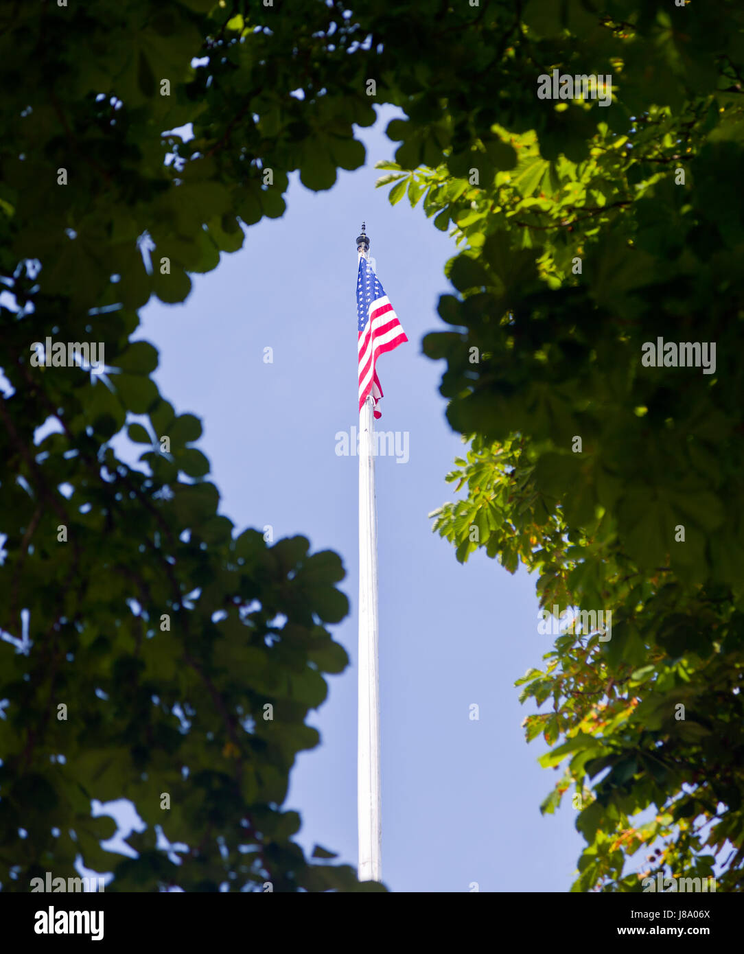Flag usa tree leaves frame pole flagpole stars hi-res stock photography ...