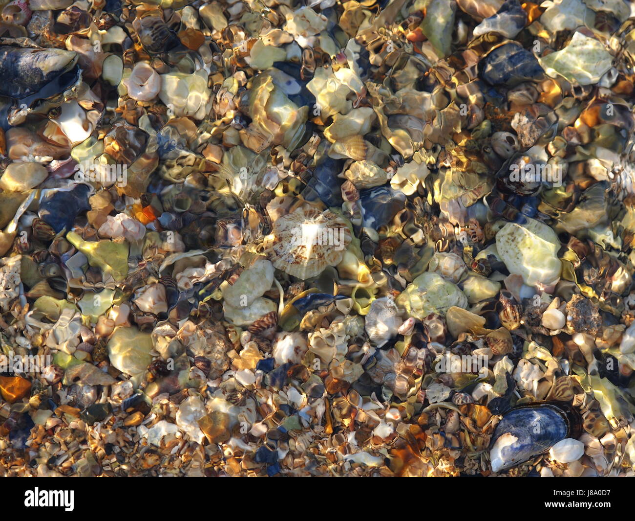 shells in the sea Stock Photo - Alamy