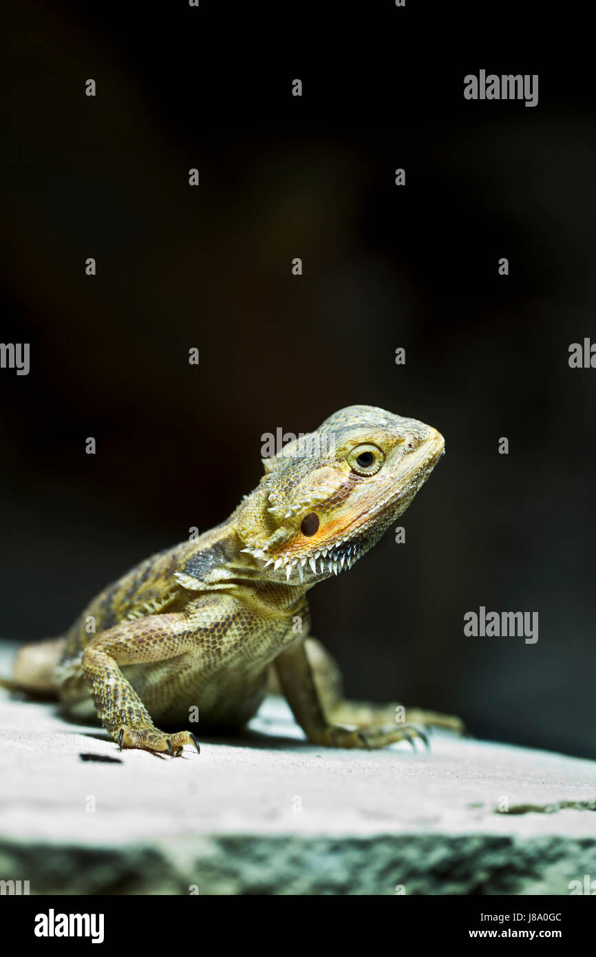 Zwergbartagame hi-res stock photography and images - Alamy
