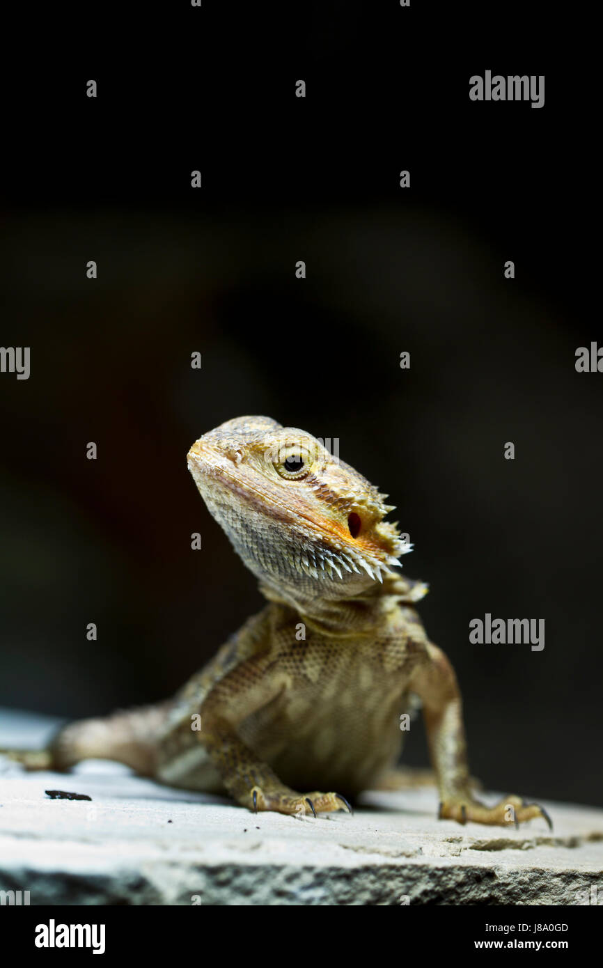 Zwergbartagame hi-res stock photography and images - Alamy