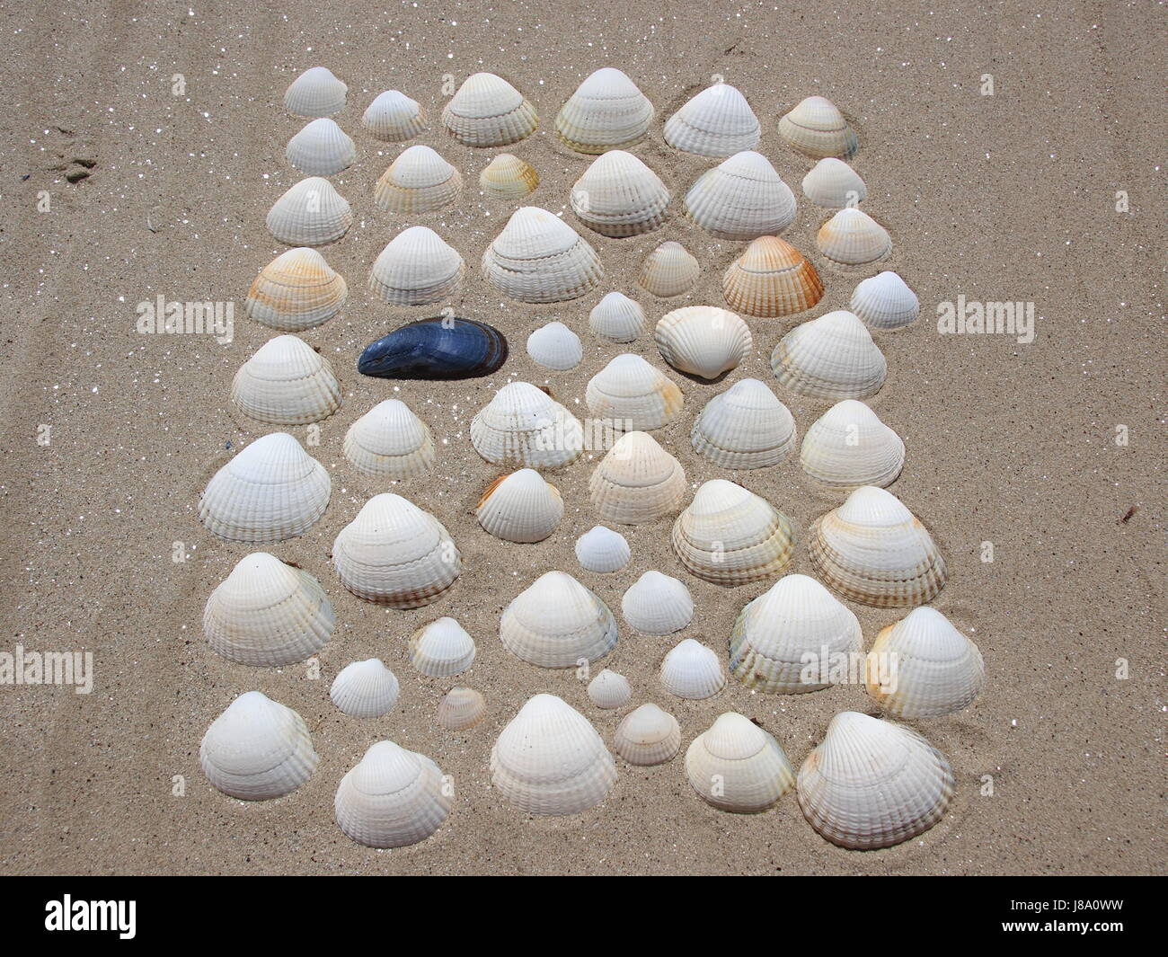 shells on the beach Stock Photo - Alamy