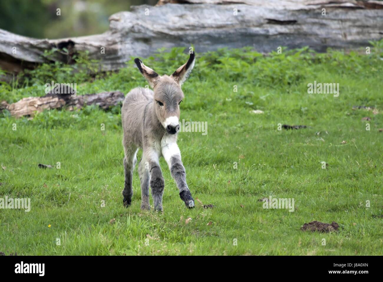 Donkey running hi-res stock photography and images - Alamy