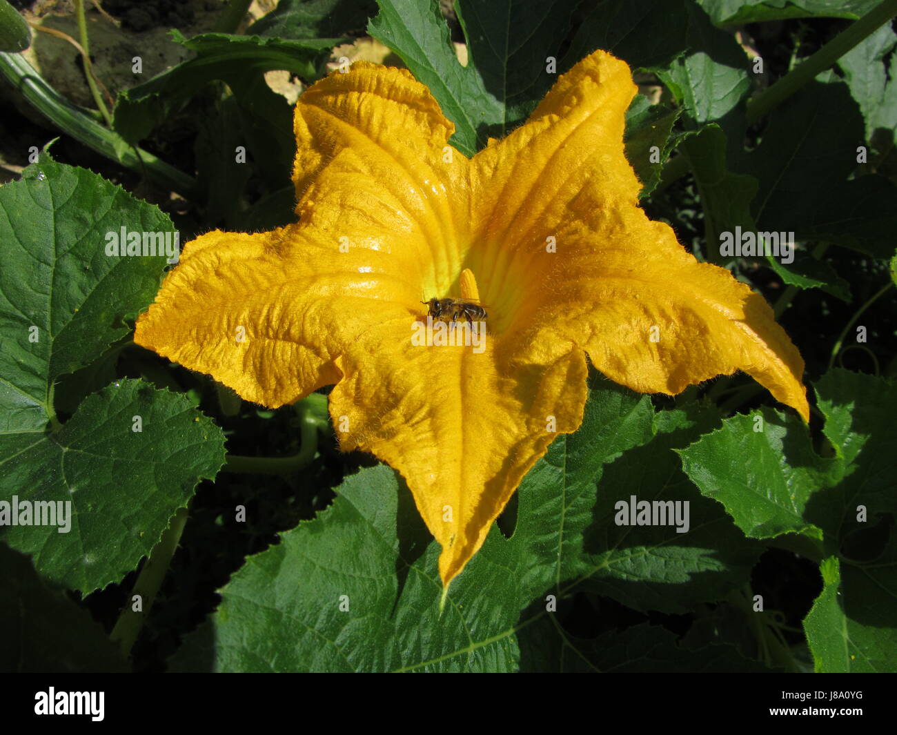 Cucurbita pollen hi-res stock photography and images - Alamy