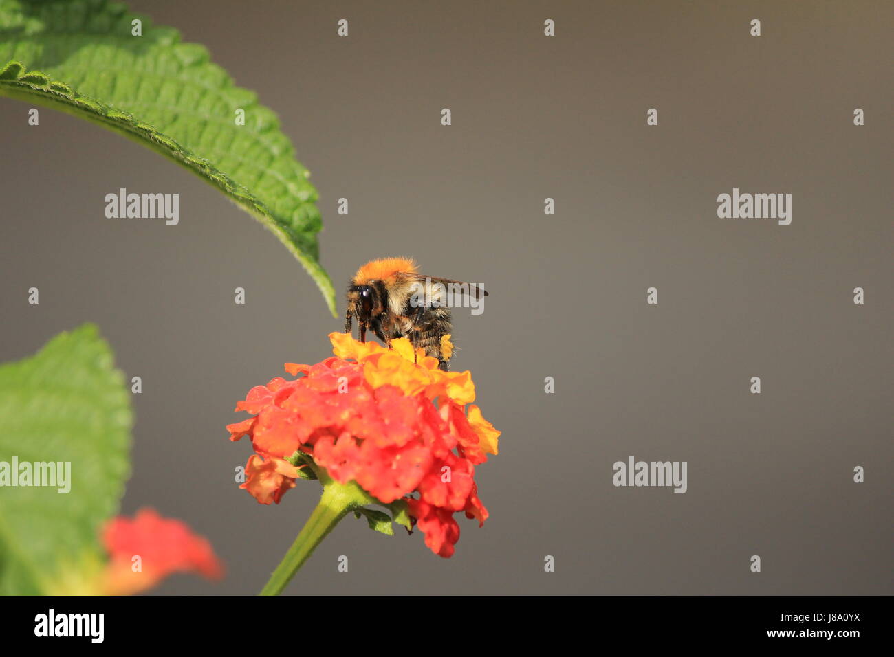 closeup, bumblebee, eye, organ, bugs, buzz, colorful, macro, close-up ...