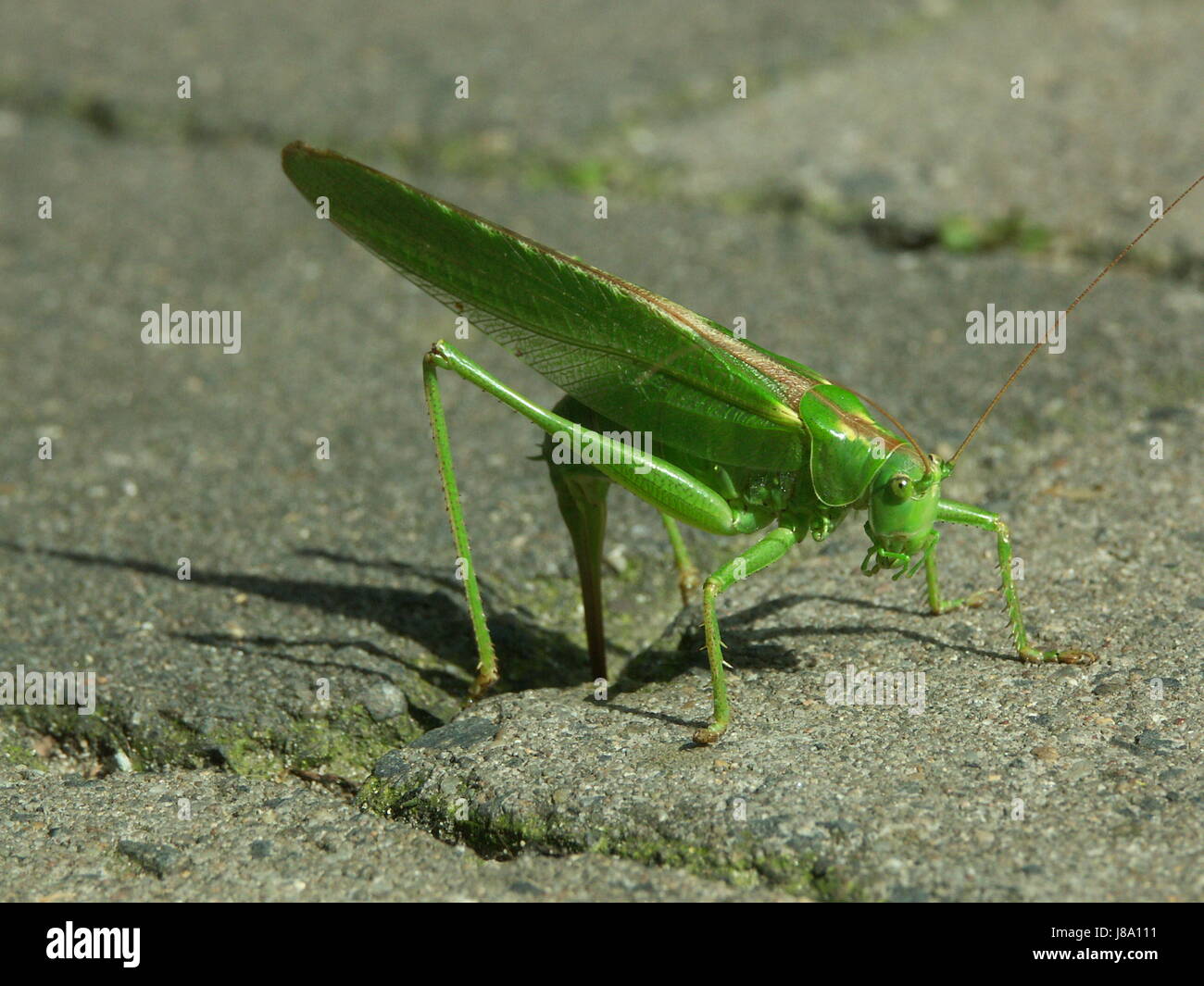 Grasshopper oviposition hi-res stock photography and images - Alamy