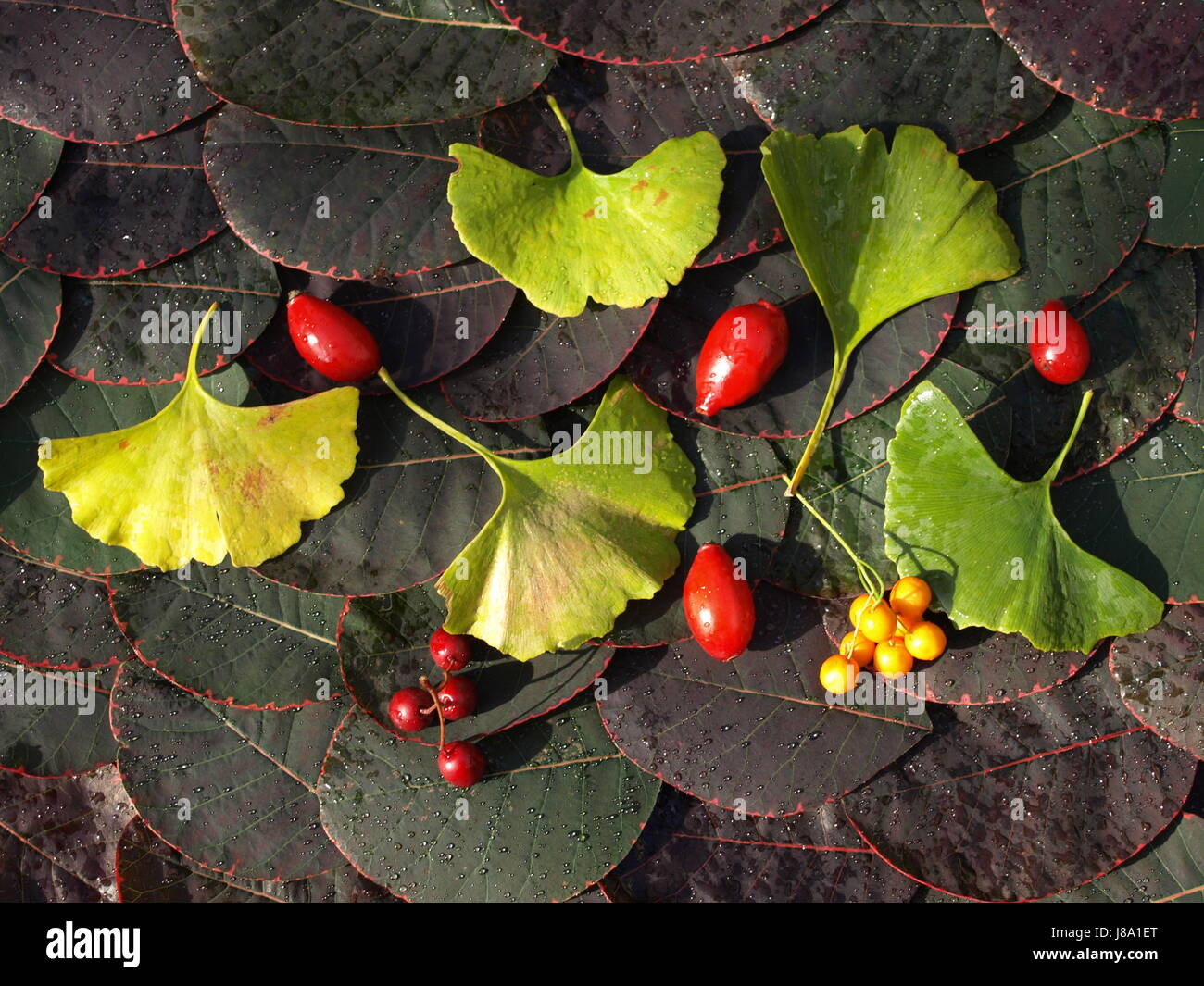 leaves berry collage Stock Photo - Alamy