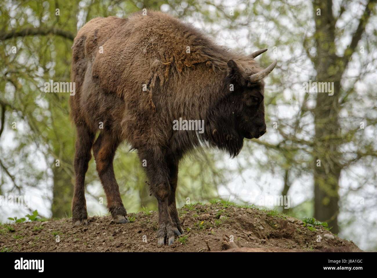 European Bison Wisent (Bison bonasus Stock Photo - Alamy