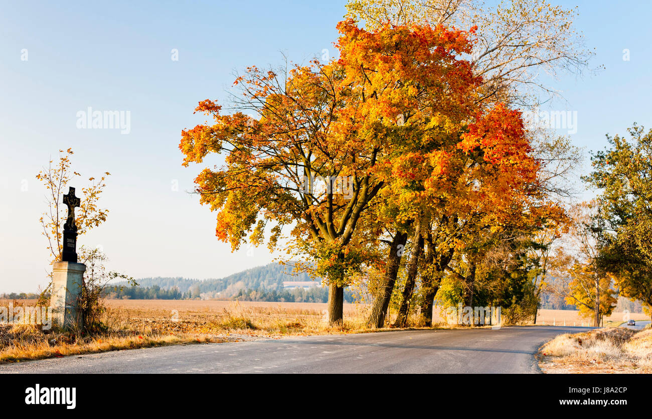 fall, autumn, tree, cross, flora, europe, autumnal, outside, eastern ...