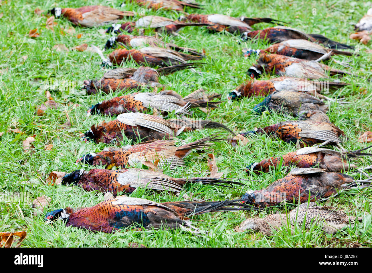 hunting, chase, still life, death, animal, fauna, wild, hunt, outside ...