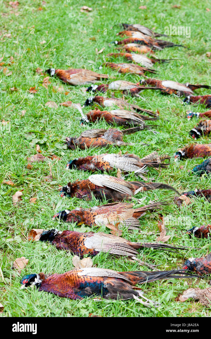 hunting, chase, still life, death, animal, fauna, wild, hunt, outside ...