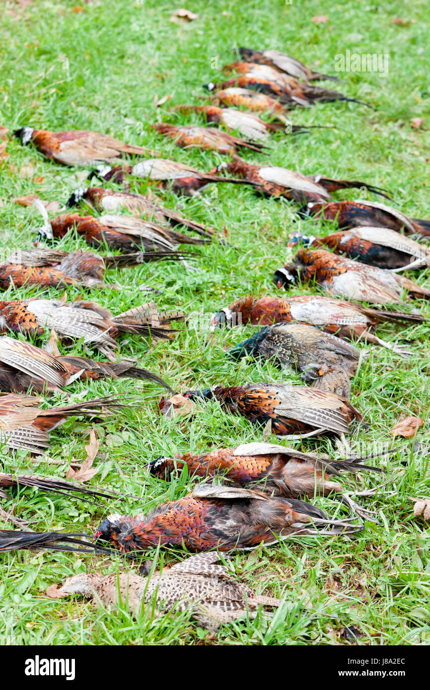 hunting, chase, still life, death, animal, fauna, wild, hunt, outside ...