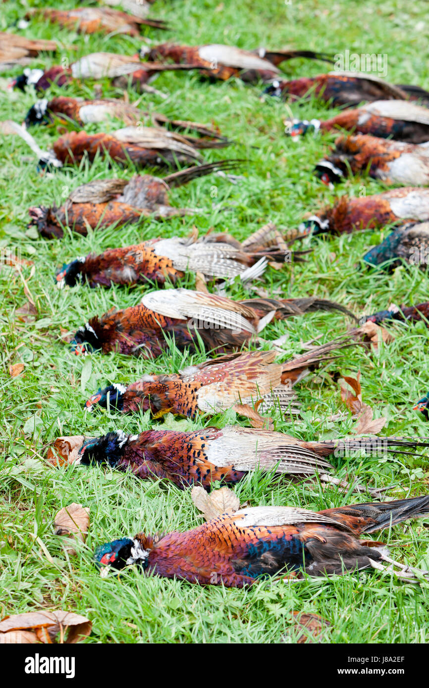 hunting, chase, still life, death, animal, fauna, wild, hunt, outside ...