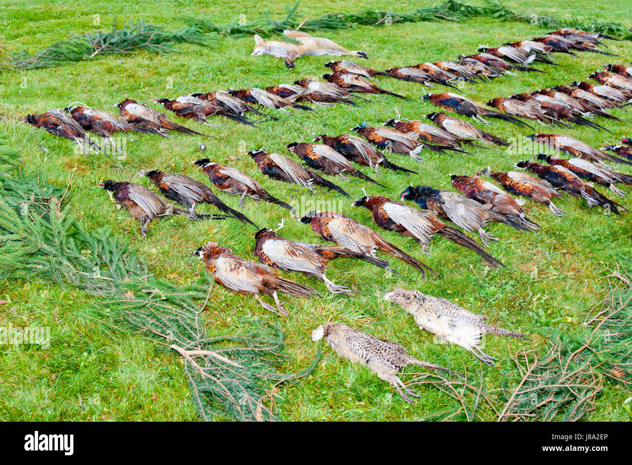 hunting, chase, still life, death, animal, fauna, wild, hunt, outside ...