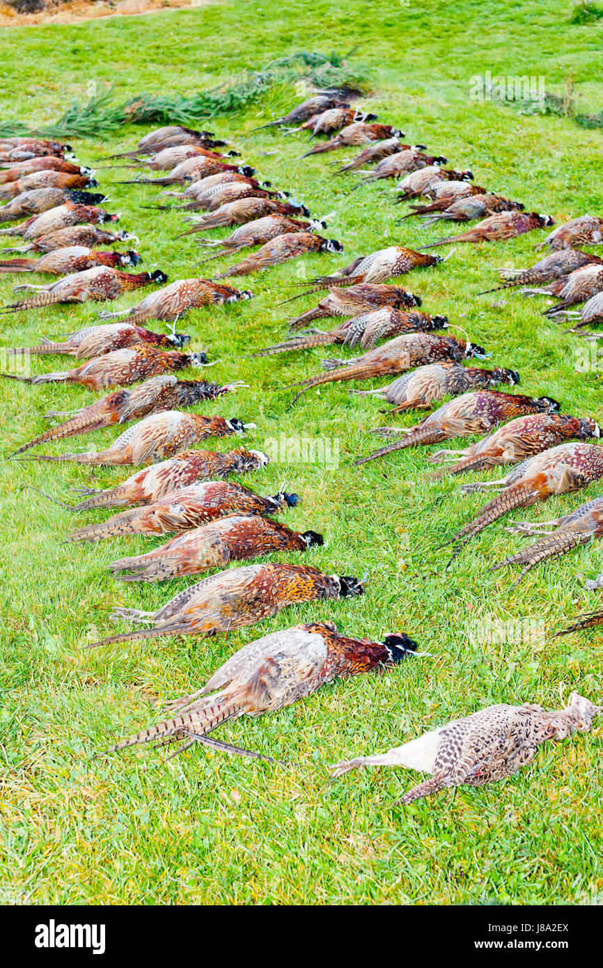 hunting, chase, still life, death, animal, fauna, wild, hunt, outside ...