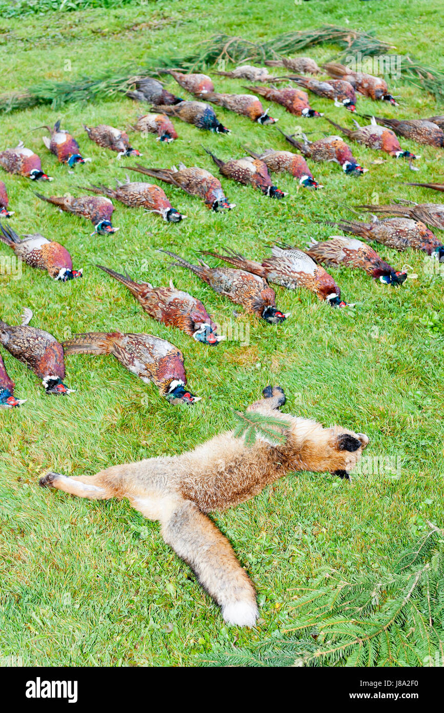 hunting, chase, still life, death, animal, bird, fauna, wild, hunt ...