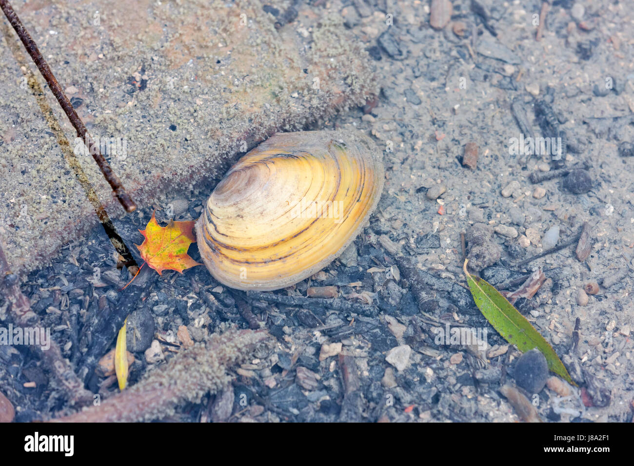 animal, mollusc, fauna, outside, wildlife, one, fresh water, pond ...