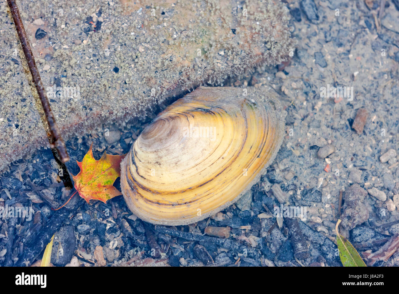 animal, mollusc, fauna, outside, wildlife, one, fresh water, pond ...