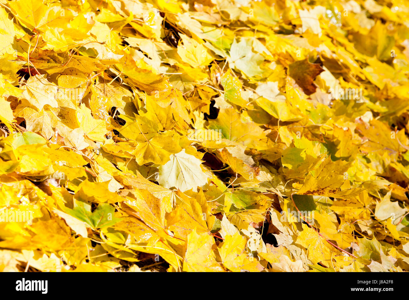 fall, autumn, leaf, flora, autumnal, outside, vegetation, abundant ...