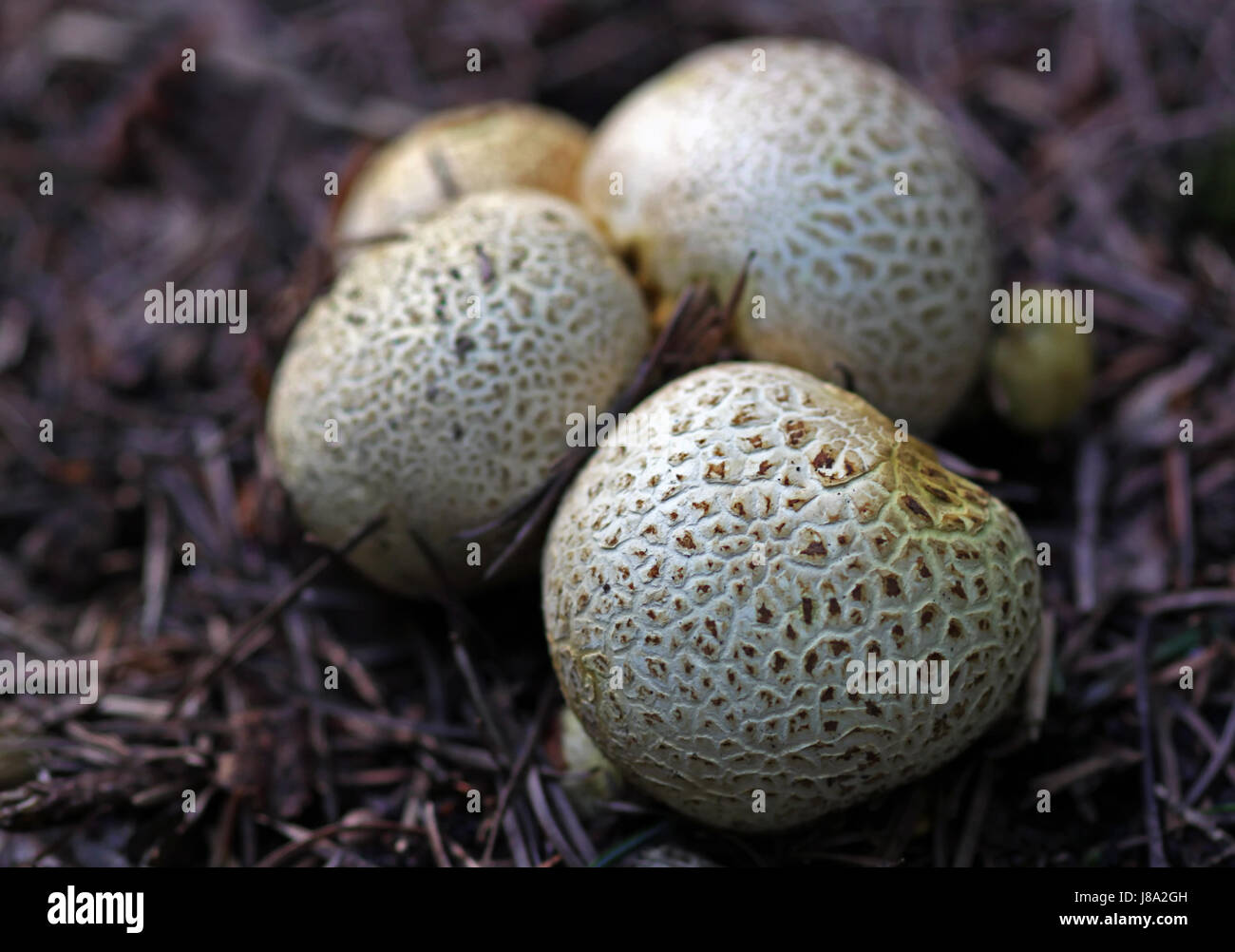 Bovist mushroom hi-res stock photography and images - Alamy
