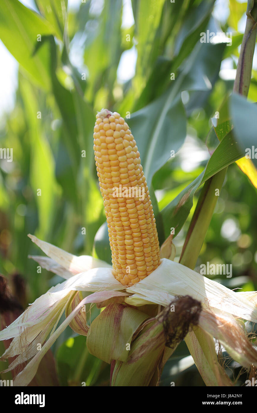 fruits & amp vegetables Stock Photo - Alamy