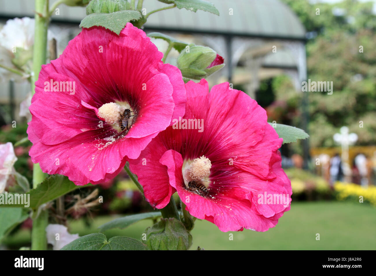 bloom, blossom, flourish, flourishing, dust, flower, flowers, plant ...