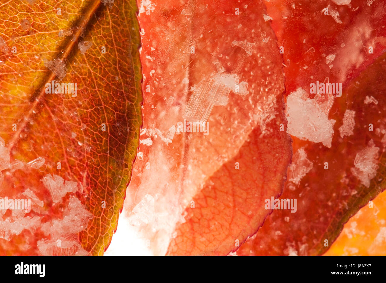 leaf, leaves, cube, foliage, nature, fall, autumn, ice, glass, chalice ...