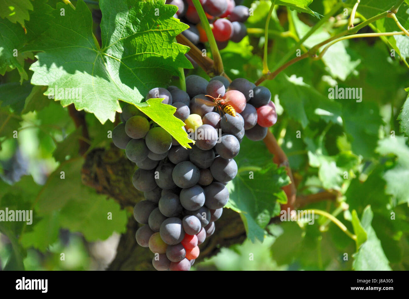 Grapes with flies hi-res stock photography and images - Alamy