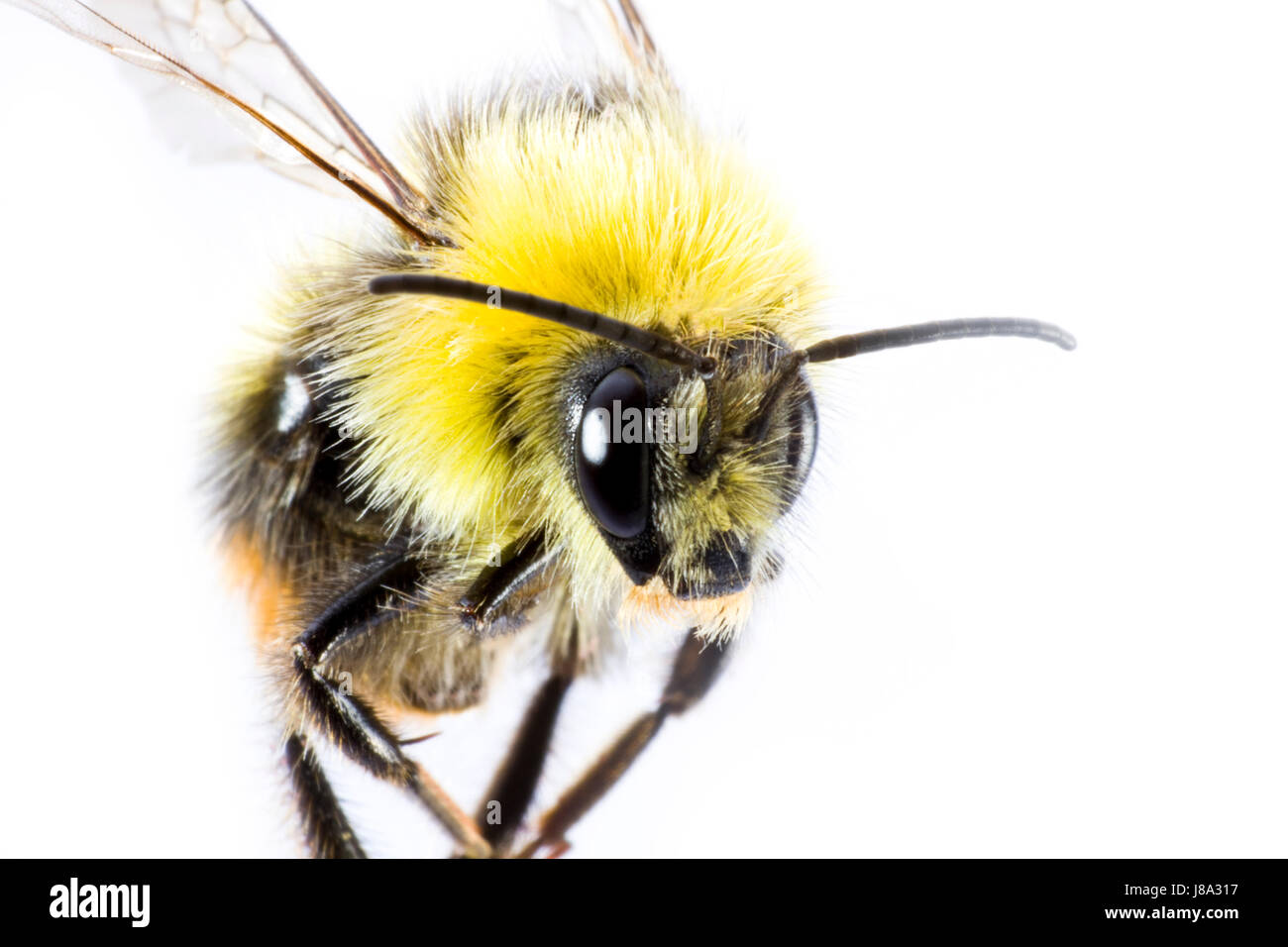 bumblebee in close up Stock Photo - Alamy