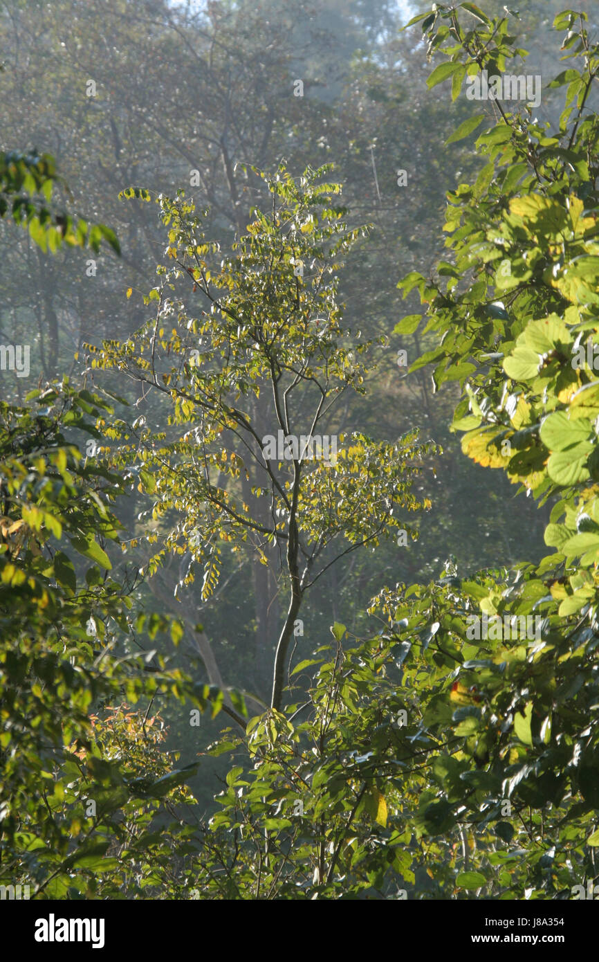 shine, shines, bright, lucent, light, serene, luminous, tree, trees ...