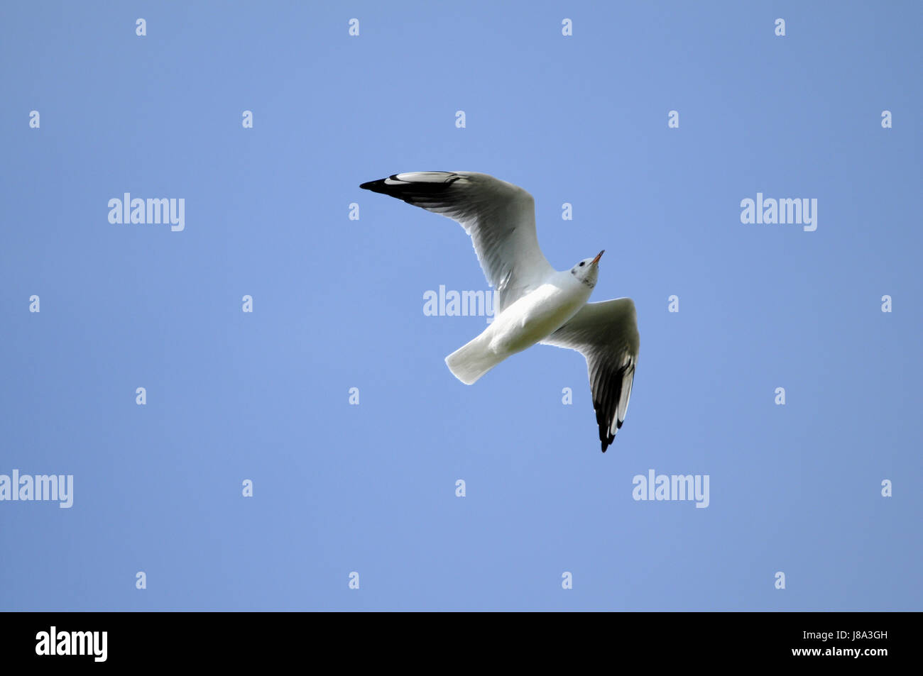 Types of seagulls hi-res stock photography and images - Alamy