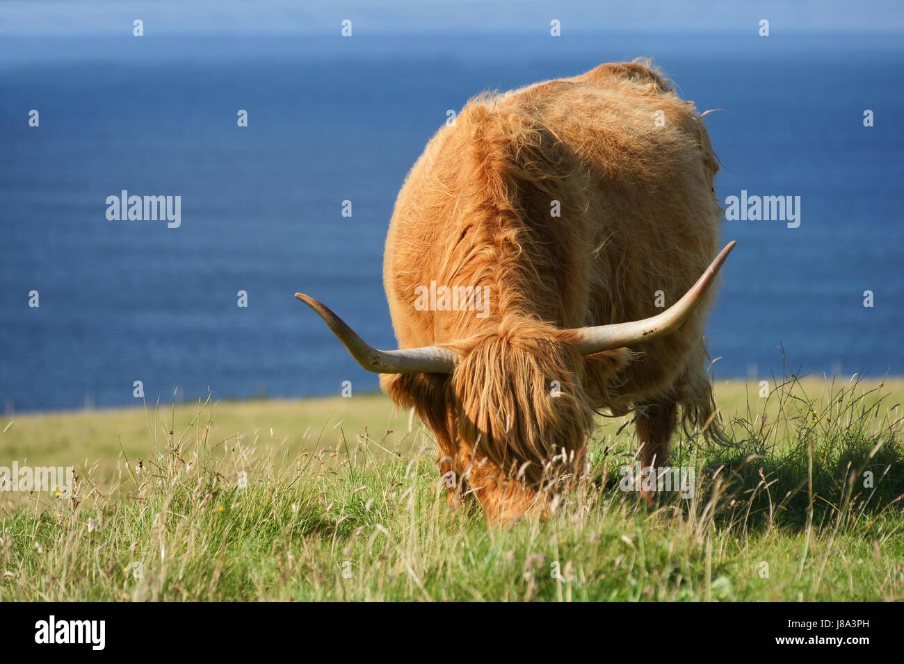 Draught cattle hi-res stock photography and images - Alamy